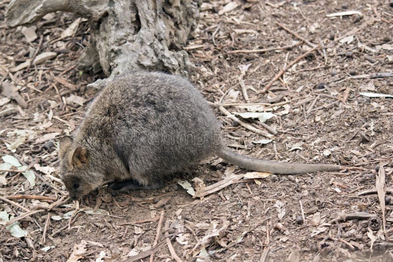 This is a Side View of a Quokka Stock Photo - Image of quokka ...
