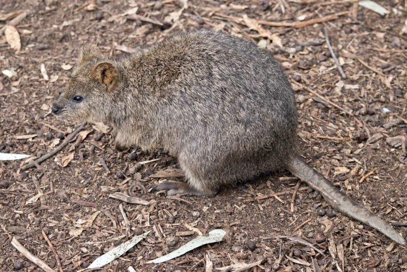 This is a Side View of a Quokka Stock Photo - Image of animal ...