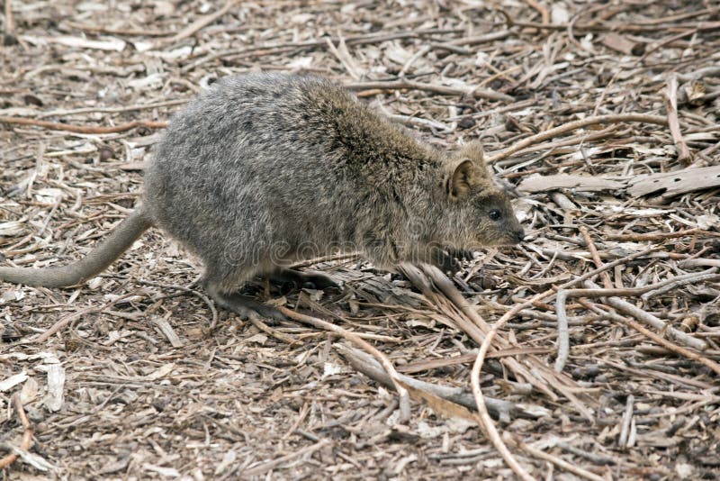 The Quokka Is A Cute Marsupial He Is Nibbling Leaves Stock Photo ...