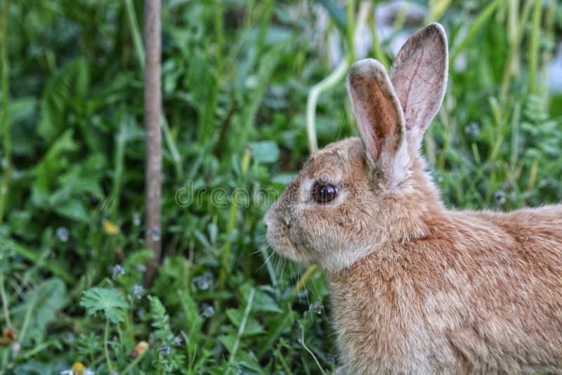 Side view of a rabbit stock photo. Image of view, wild - 184661520