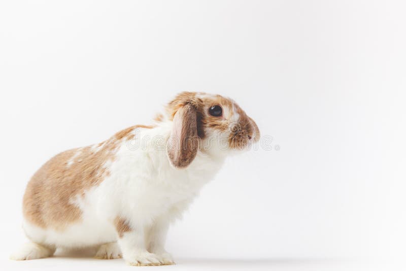1,284 Side View White Bunny Stock Photos - Free & Royalty-Free Stock ...
