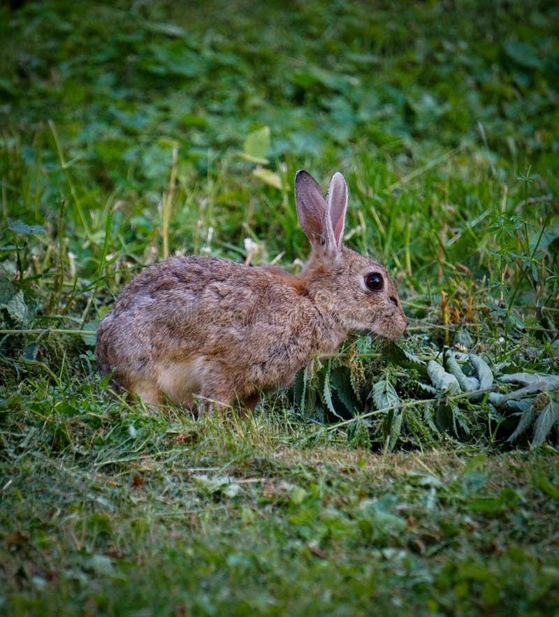 Side View of Rabbit on Meadow at Summer Stock Photo - Image of grass ...