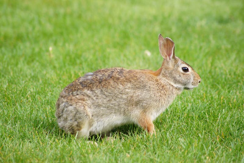 Side View Rabbit stock image. Image of view, grass, nature - 55164525