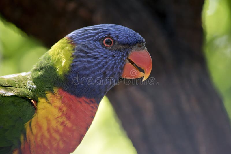 This is a Side View of a Rainbow Lorikeet Stock Image - Image of preen ...
