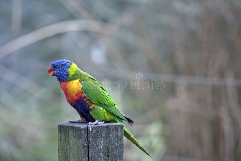 This is a Side View of a Rainbow Lorikeet Stock Image - Image of ...