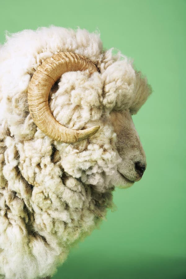 3,094 Side View Sheep Stock Photos - Free & Royalty-Free Stock Photos ...