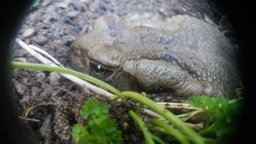 Side View of a Rangers Toad in a Flower Pot Stock Photo - Image of ...