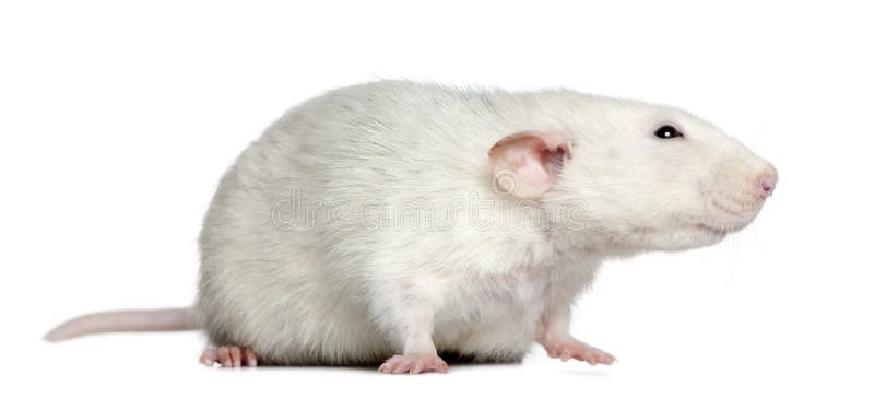 Side View of Rat, 1 Year Old, in Front of White Background Stock Image ...