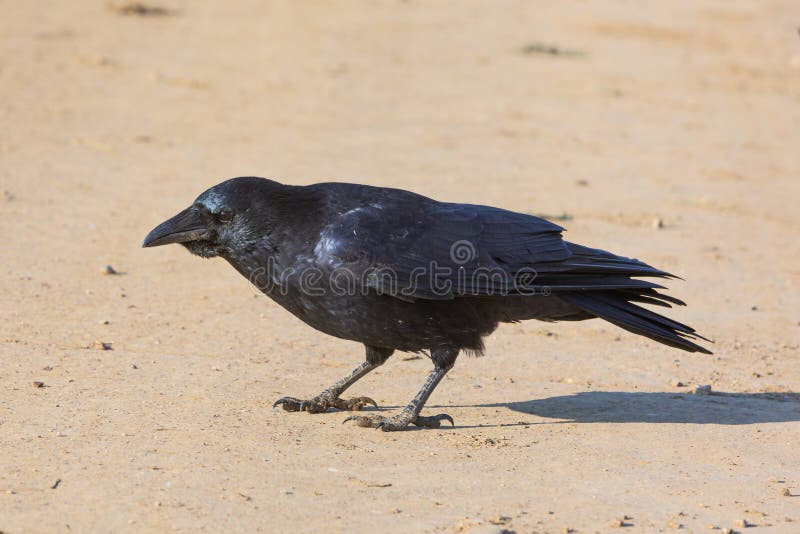 Side View of a Raven on a Road Stock Image - Image of outdoors ...