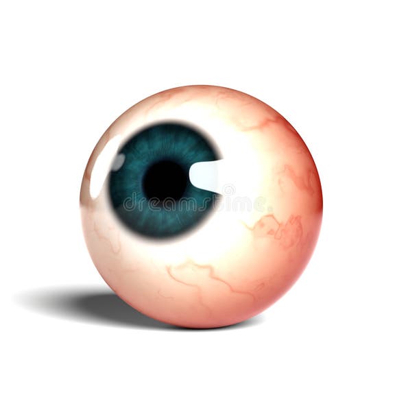 Side View of Realistic Human Eyeball Isolated on Wihte Background, 3D ...