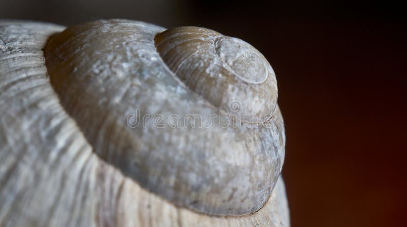 Side View of the Rear Part of an Old Weathered Snail Shell Stock Photo ...