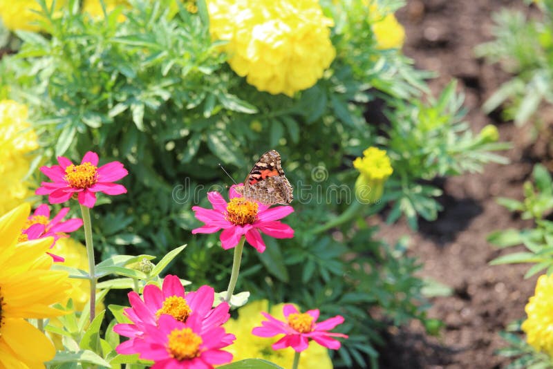 Side View of Red Admiral Butterfly Stock Photo - Image of butterfly ...