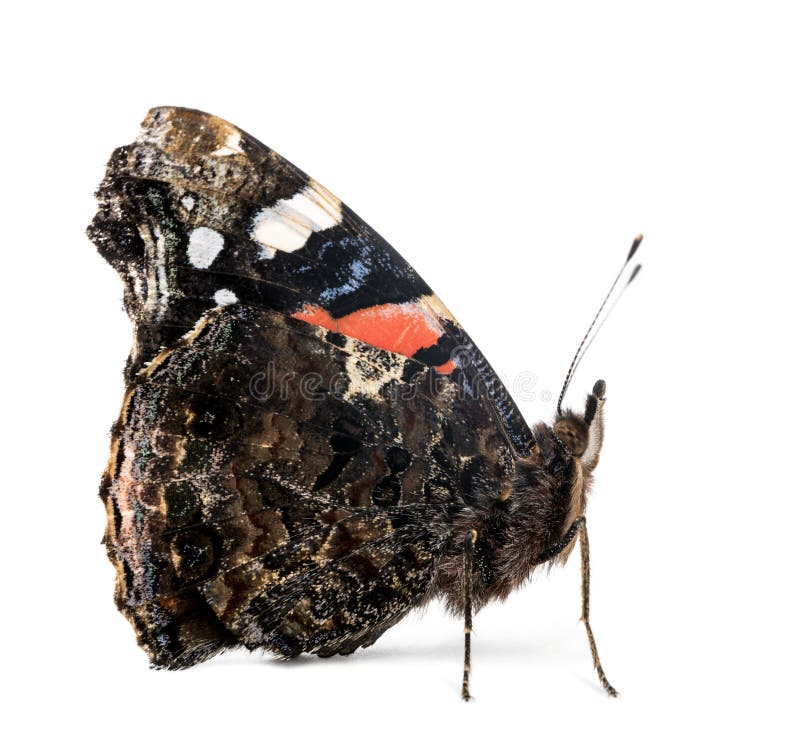 Red Admiral Butterfly (Vanessa Atalanta) Stock Image - Image of admiral ...