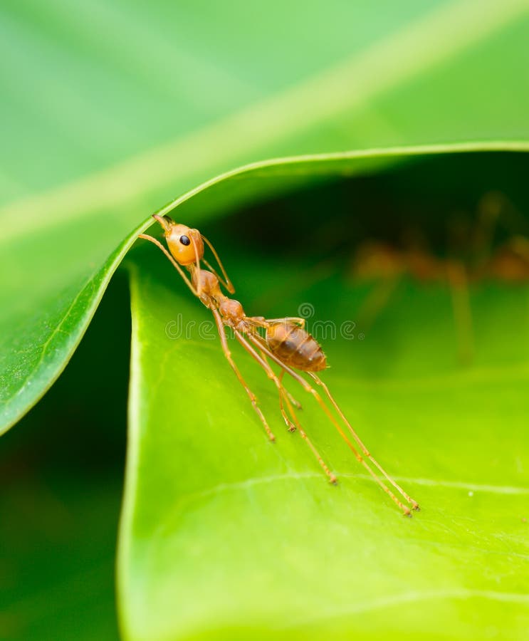 Top View of Red Ant Army are Buliding Nest Stock Image - Image of build ...