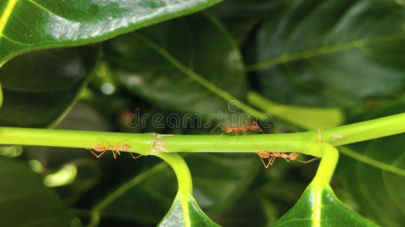 Ants Crawl on a Branch in the Jungle Behind a Spider Web Stock Footage ...