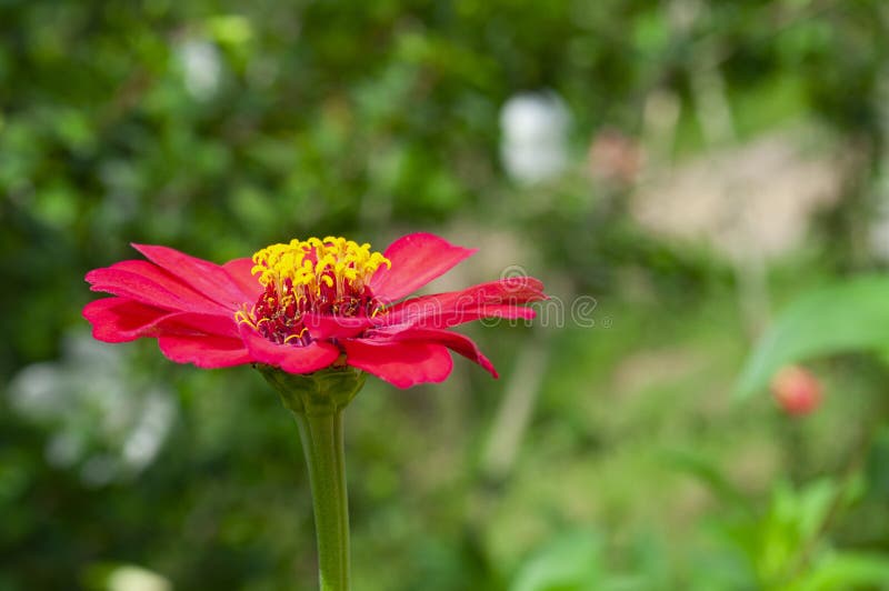 Side View of Red Color Lily Flower with Customizable Space for Text or ...
