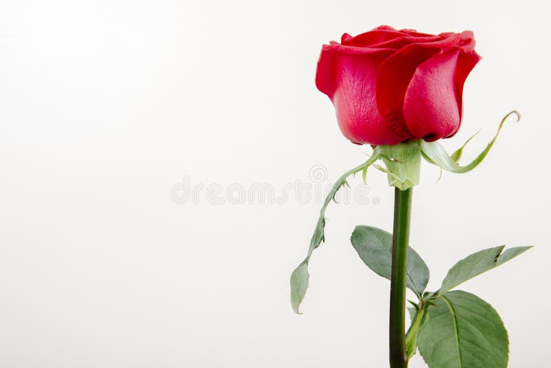 Side View of Red Color Rose Isolated on White Background with Copy ...