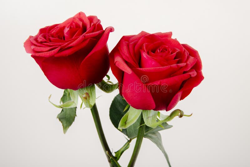 691 Red Rose Isolated White Side View Stock Photos - Free & Royalty ...
