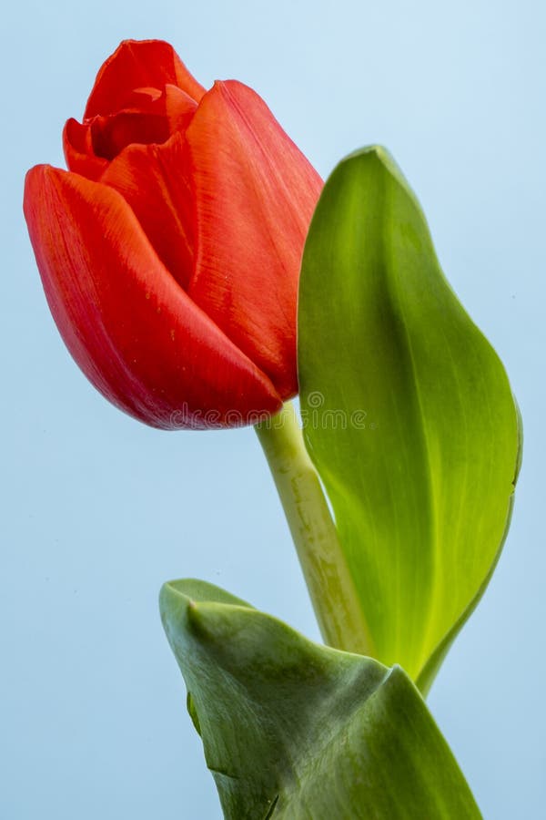 Side View of Red Color Tulip Flower Isolated on Blue Background Stock ...