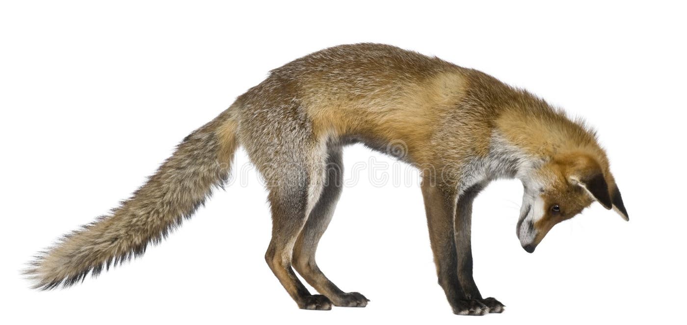 594 Fox Side Profile Stock Photos - Free & Royalty-Free Stock Photos ...