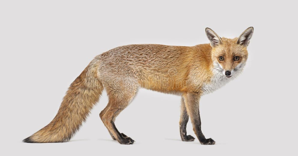 671 Fox Side Profile Stock Photos - Free & Royalty-Free Stock Photos ...