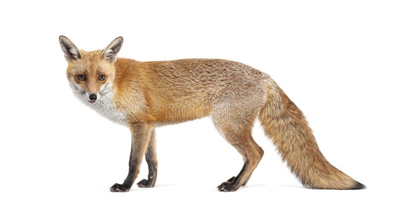 594 Fox Side Profile Stock Photos - Free & Royalty-Free Stock Photos ...