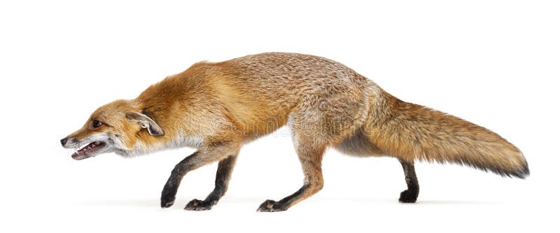Side View of a Red Fox Looking Down and Walking Away Stock Image ...