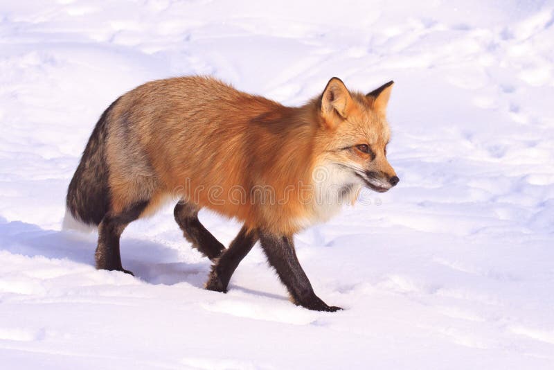 Side view of red fox stock photo. Image of early, tail - 84307314