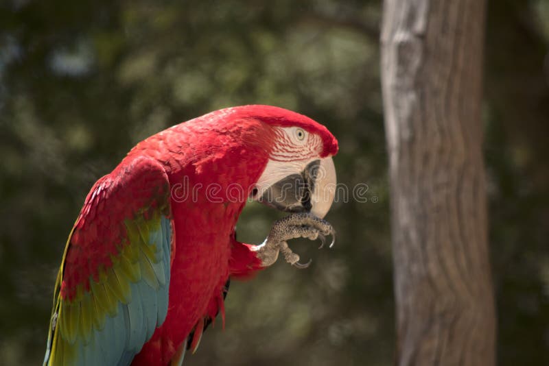 343 Macaw Feet Stock Photos - Free & Royalty-Free Stock Photos from ...
