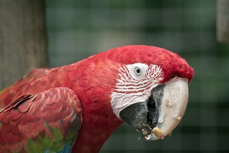 This is a Side View of a Red and Green Macaw Stock Photo - Image of ...