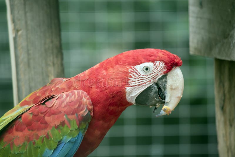 This is a Side View of a Red and Green Macaw Stock Image - Image of ...