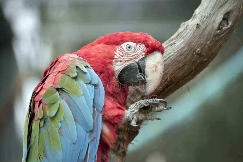 This is a Side View of a Red-and-green Macaw Stock Photo - Image of ...