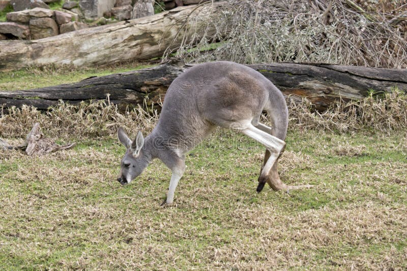 A red kangaroo walking stock photo. Image of paws, joey - 157561508