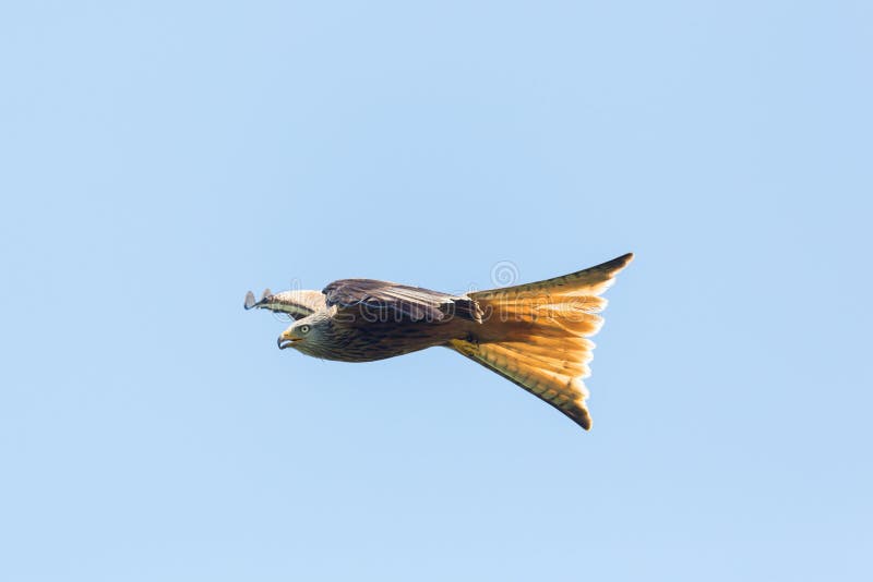 Side View Red Kite Bird in Flight Milvus Milvus, Blue Sky Stock Image ...