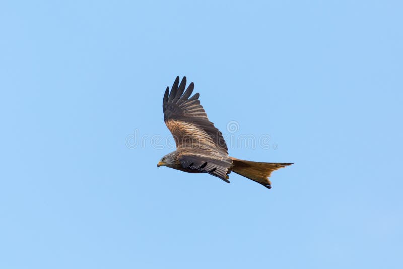 Side View Red Kite Milvus Milvus Bird of Prey in Flight, Spread Wings ...