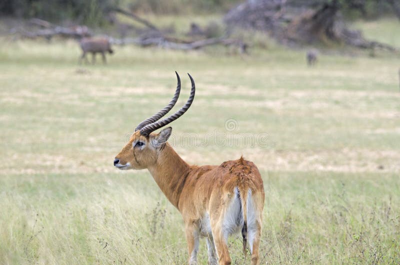 Side View of Red Lechwe, Northern Namibia, Africa Stock Image - Image ...