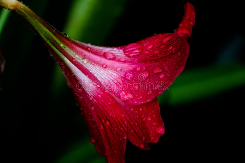 Side View of a Red Lilly Flower Stock Photo - Image of blooms, monsoon ...