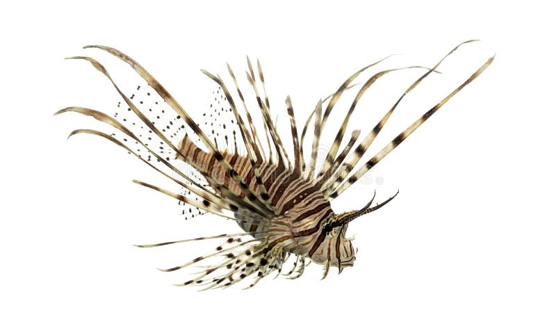 10,128 Lionfish Stock Photos - Free & Royalty-Free Stock Photos from ...