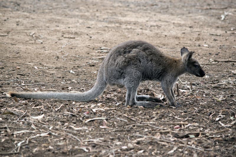This is a Side View of the Red Necked Wallaby Stock Image - Image of ...