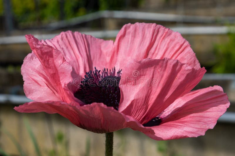 Side View of a Red Oriental Poppy, Papaver Orientale Stock Image ...
