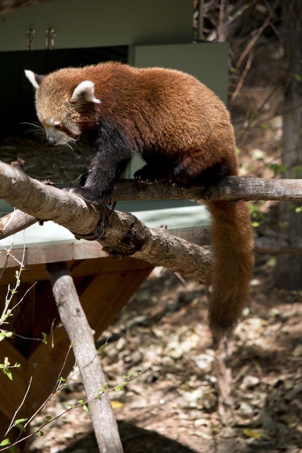 Red Panda Side View Stock Photos - Free & Royalty-Free Stock Photos ...