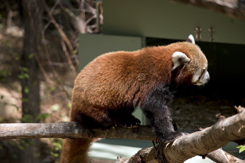 This is a Side View of a Red Panda Stock Image - Image of whiskers ...