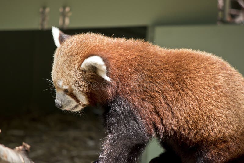 This is a Side View of a Red Panda Stock Image - Image of rare, white ...