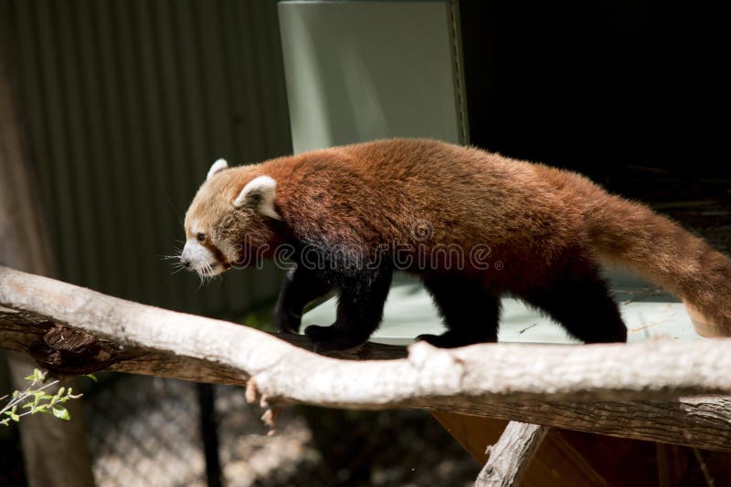 This is a Side View of a Red Panda Stock Image - Image of endangered ...