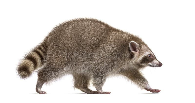 Side View, Red Raccoon Walking Away, Isolated Stock Image - Image of ...