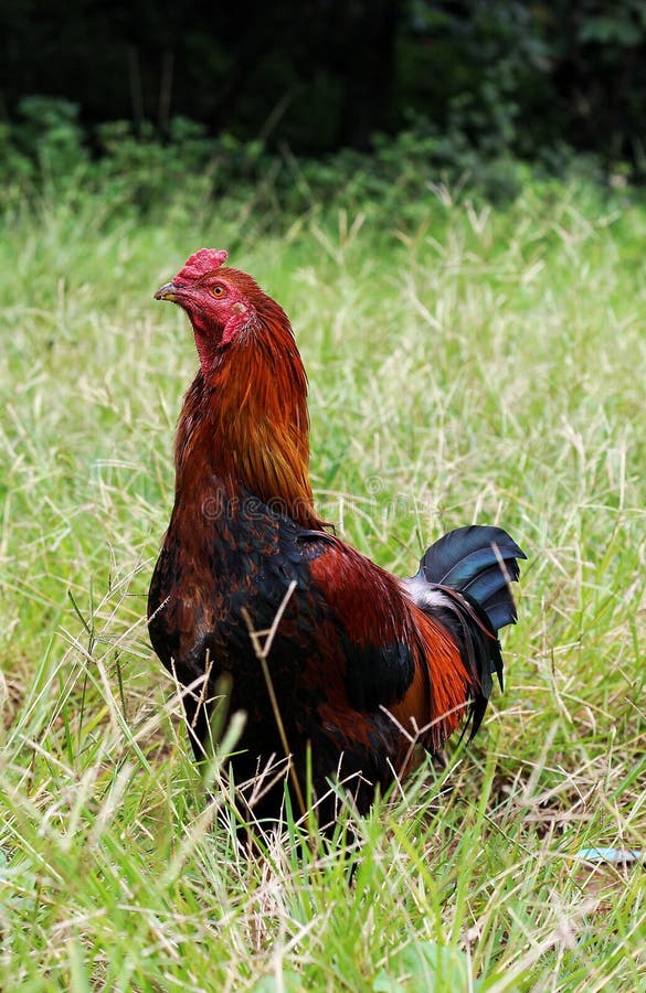 Side view of a red rooster stock image. Image of fowl - 272722127