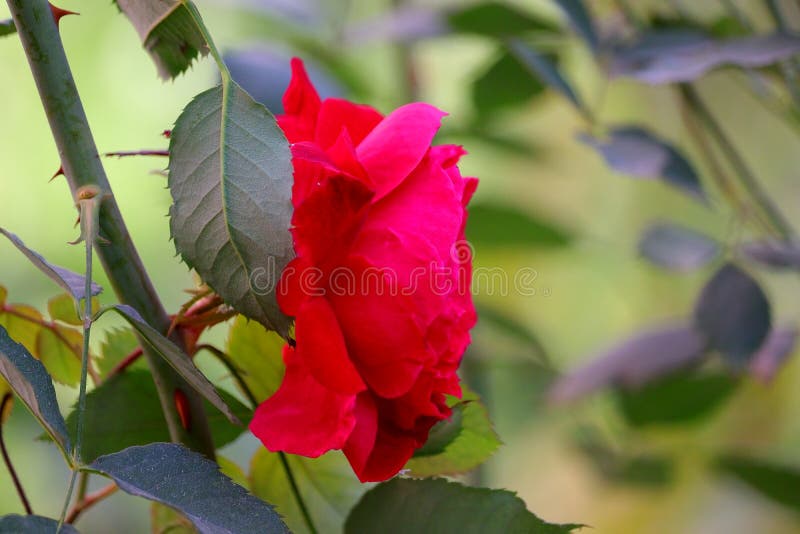 Side View of Red Rose Flower Stock Photo - Image of beauty, bush: 178333430