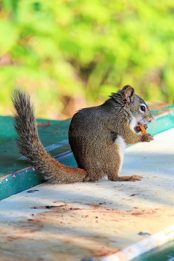 Side View of a Red Squirrel Sitting and Eating Stock Image - Image of ...