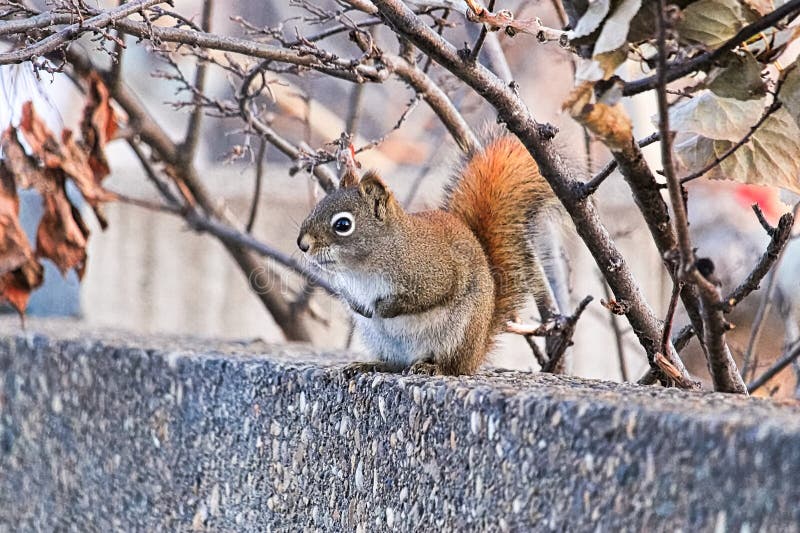 Side View of a Red Squirrel Sitting on a Wall in Winter Stock Image ...