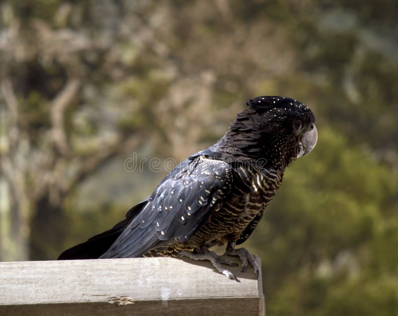 This is a Side View of a Red Tailed Black Cockatoo Stock Image - Image ...